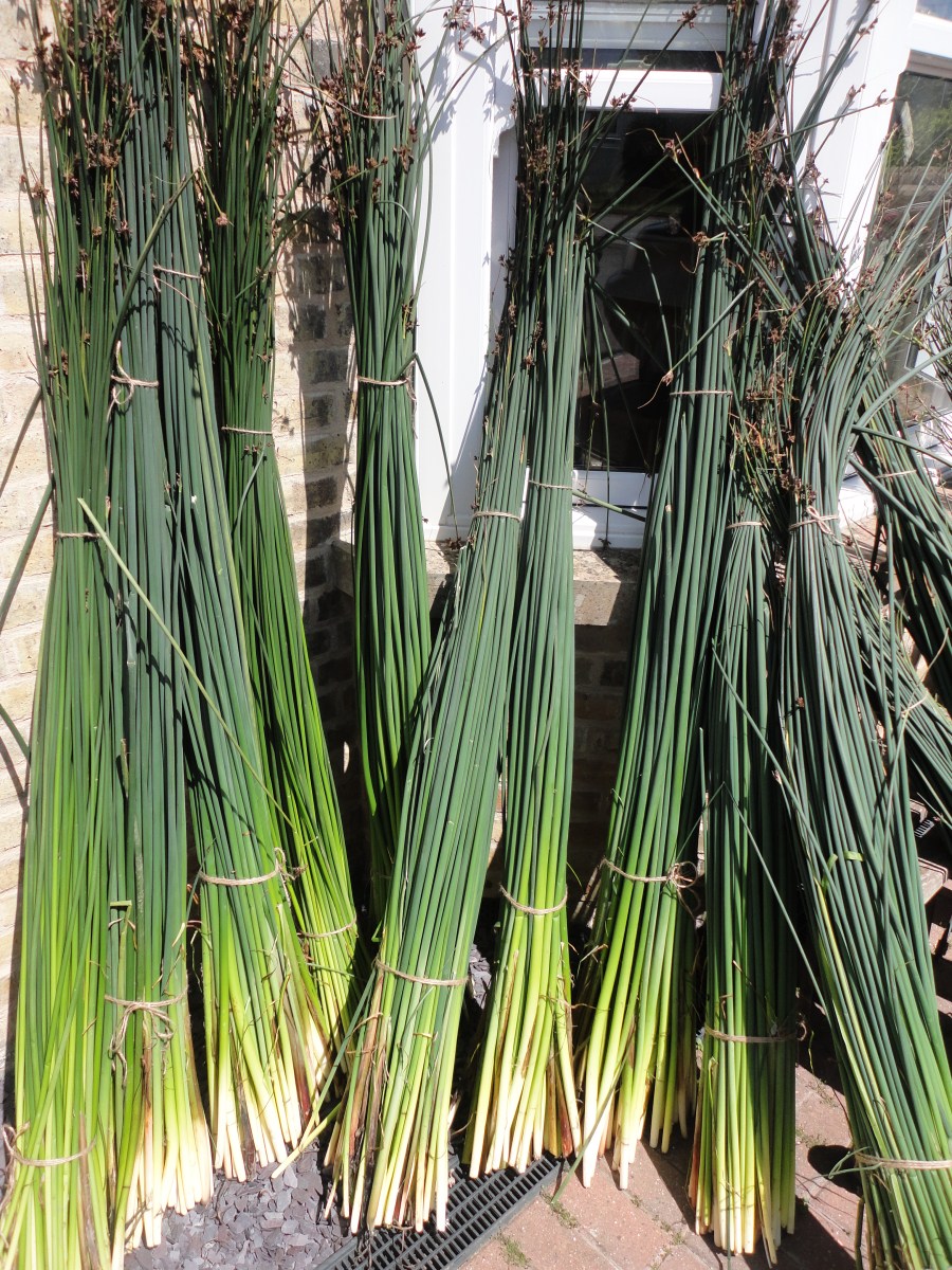 Beginners Rush Weaving Workshop – Ely Basketmaker