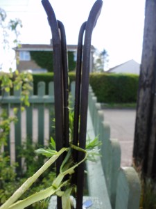 Willow brake tool for stripping bark off – Ely Basketmaker