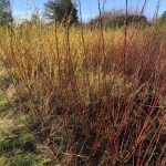 Gallery – Ely Basketmaker