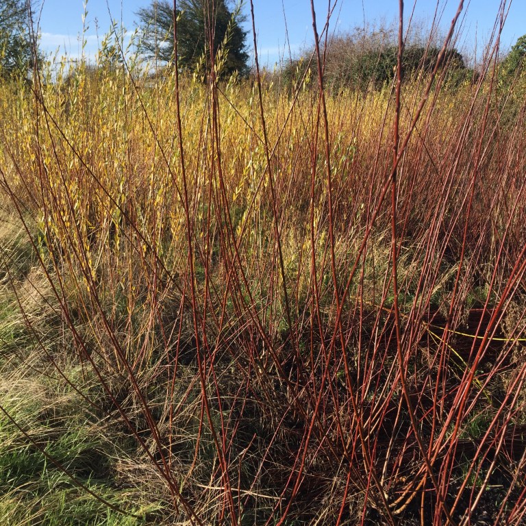 Gallery – Ely Basketmaker